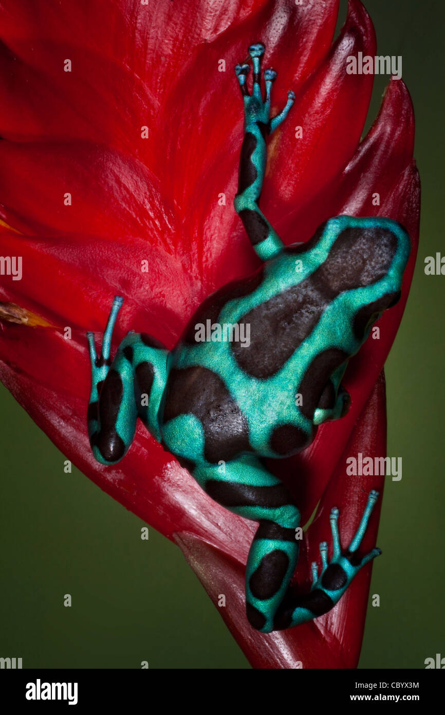 Turquoise and black poison dart frog (Dendrobates auratus Stock Photo ...