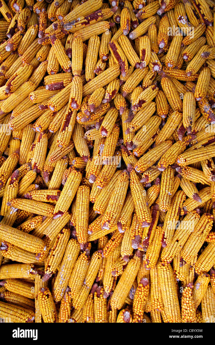 Color picture of a pile of corn Stock Photo - Alamy