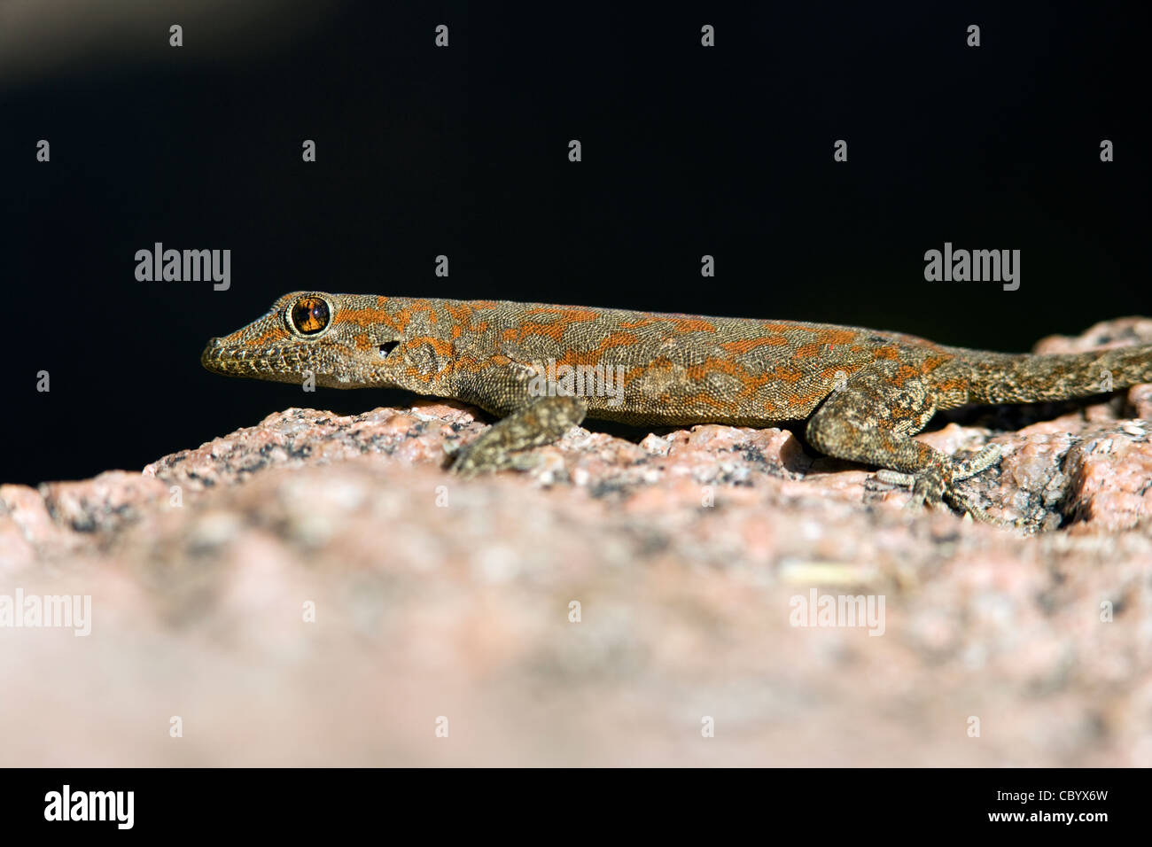 Thick-toed Gecko - Mowani Mountain Camp - Twyfelfontein, Damaraland ...