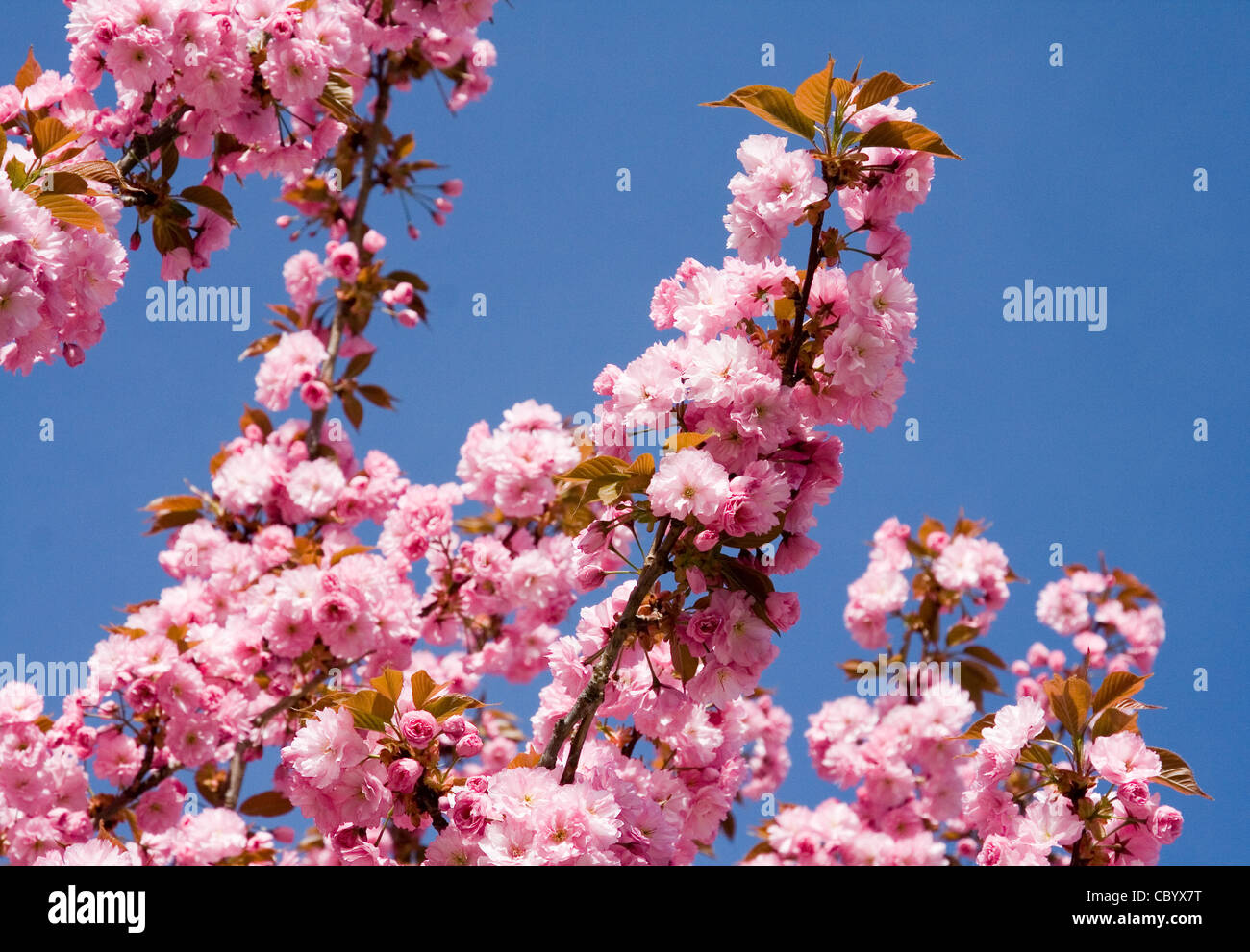 Fruit tree in blossom Stock Photo - Alamy