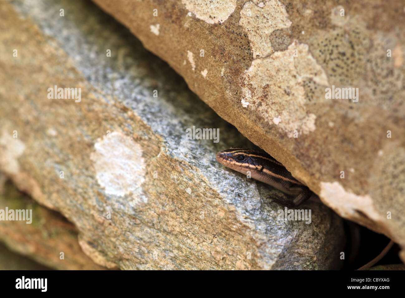 Five lined skink hiding in rocks Stock Photo - Alamy
