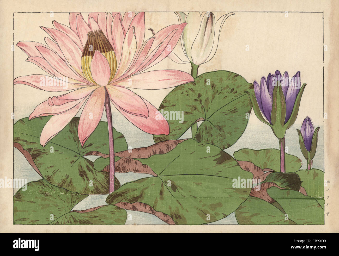 Egyptian blue lotus hi-res stock photography and images - Alamy