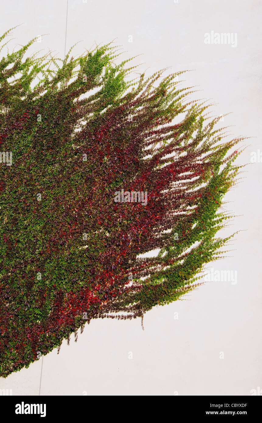 Creeper climb up. Plant isolated on a white background Stock Photo - Alamy