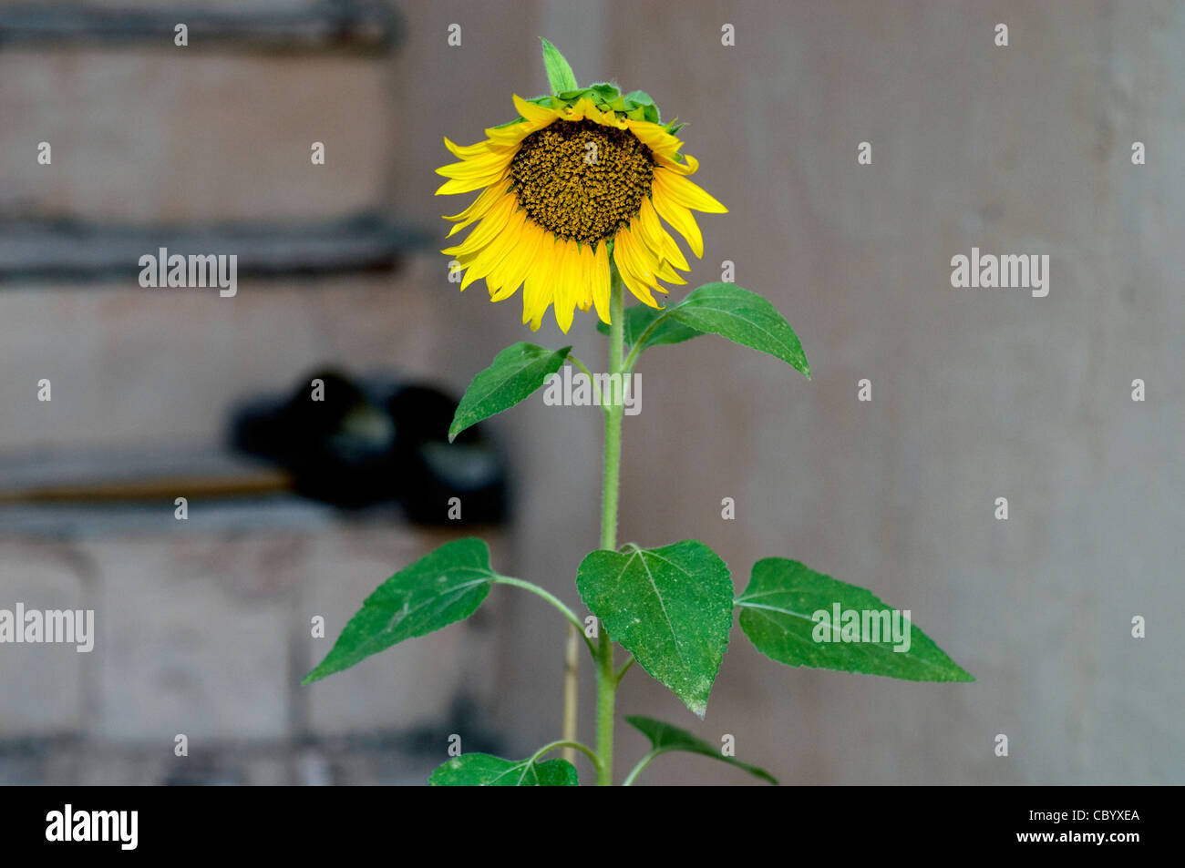 Sunflower in bloom on a terrace in Languedoc-Roussillon,Southern France ...