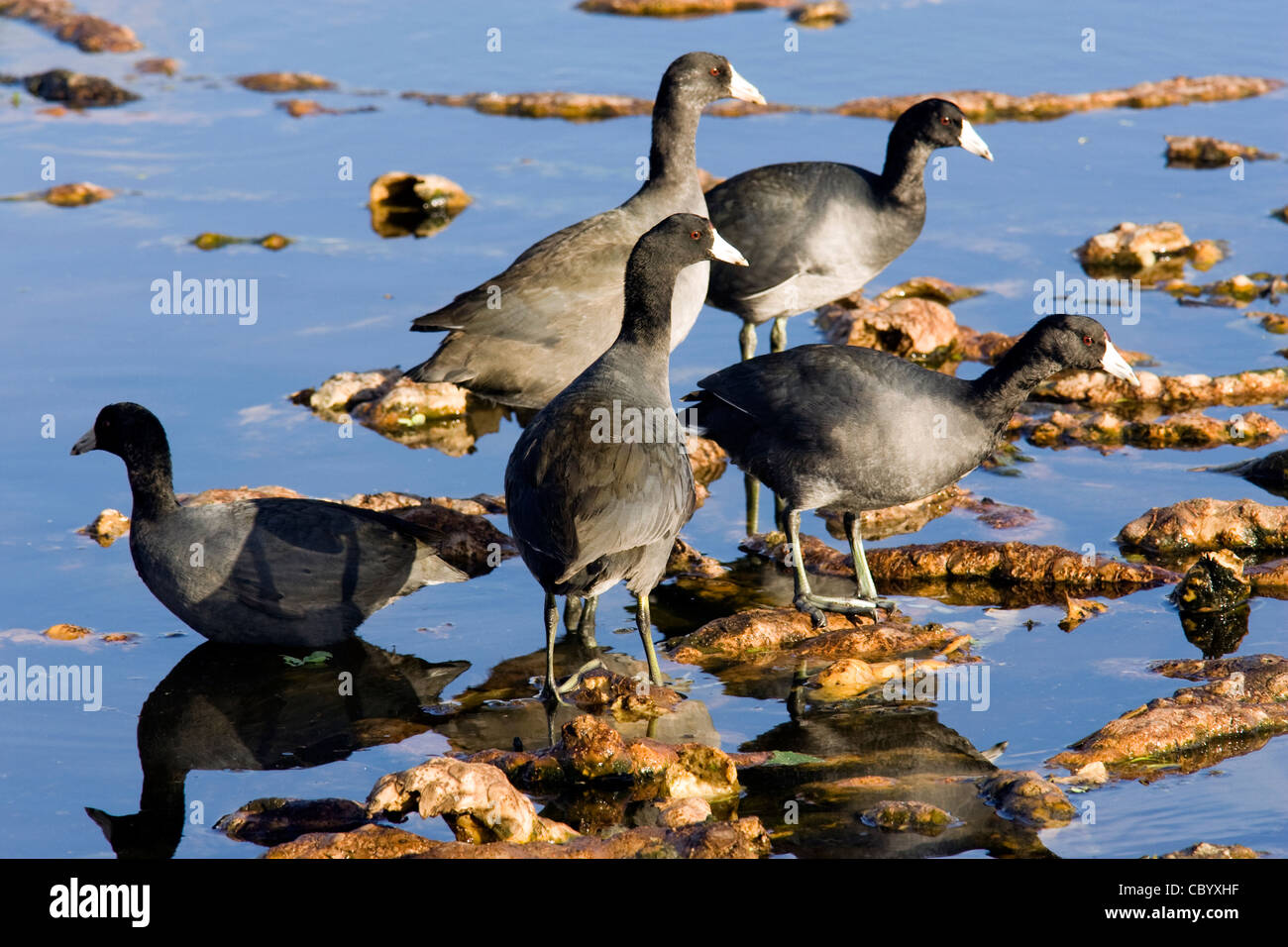 American coots hi-res stock photography and images - Alamy