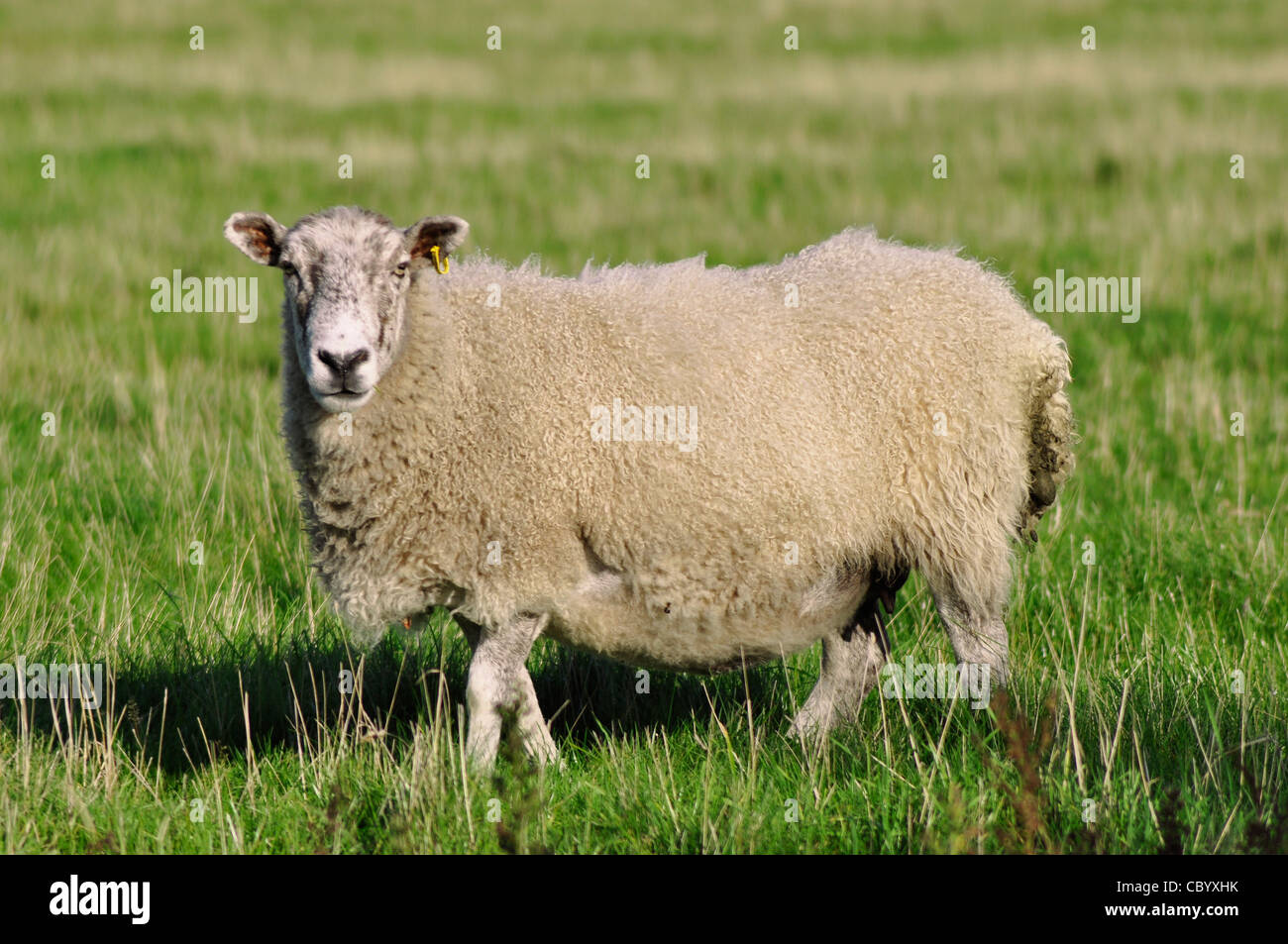 Sheep in a field in the morning sun Stock Photo - Alamy