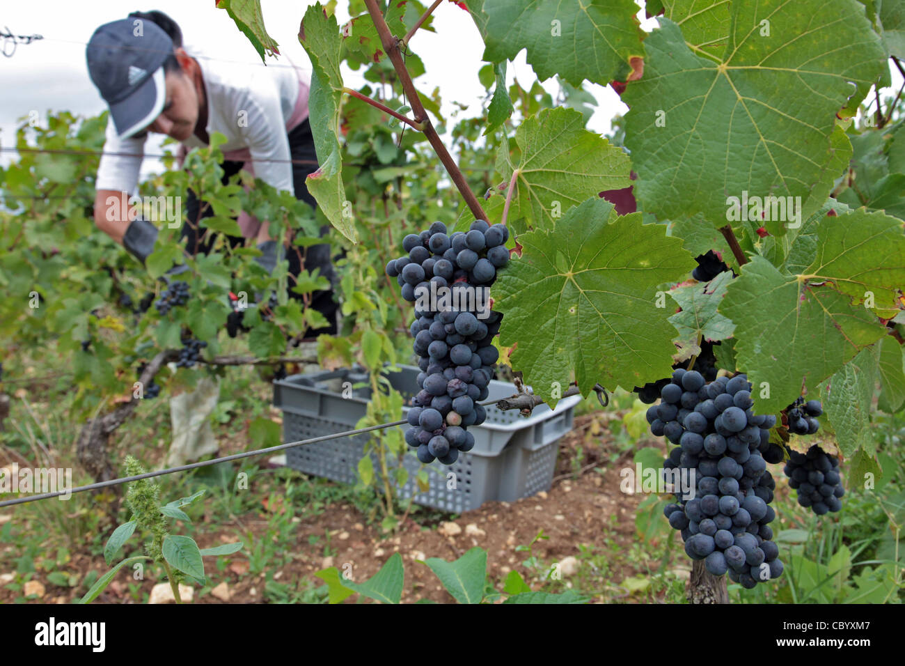 HAND GRAPE PICKING, PINOT NOIR GRAPES, THE PRIVATE VINEYARDS OF THE ...