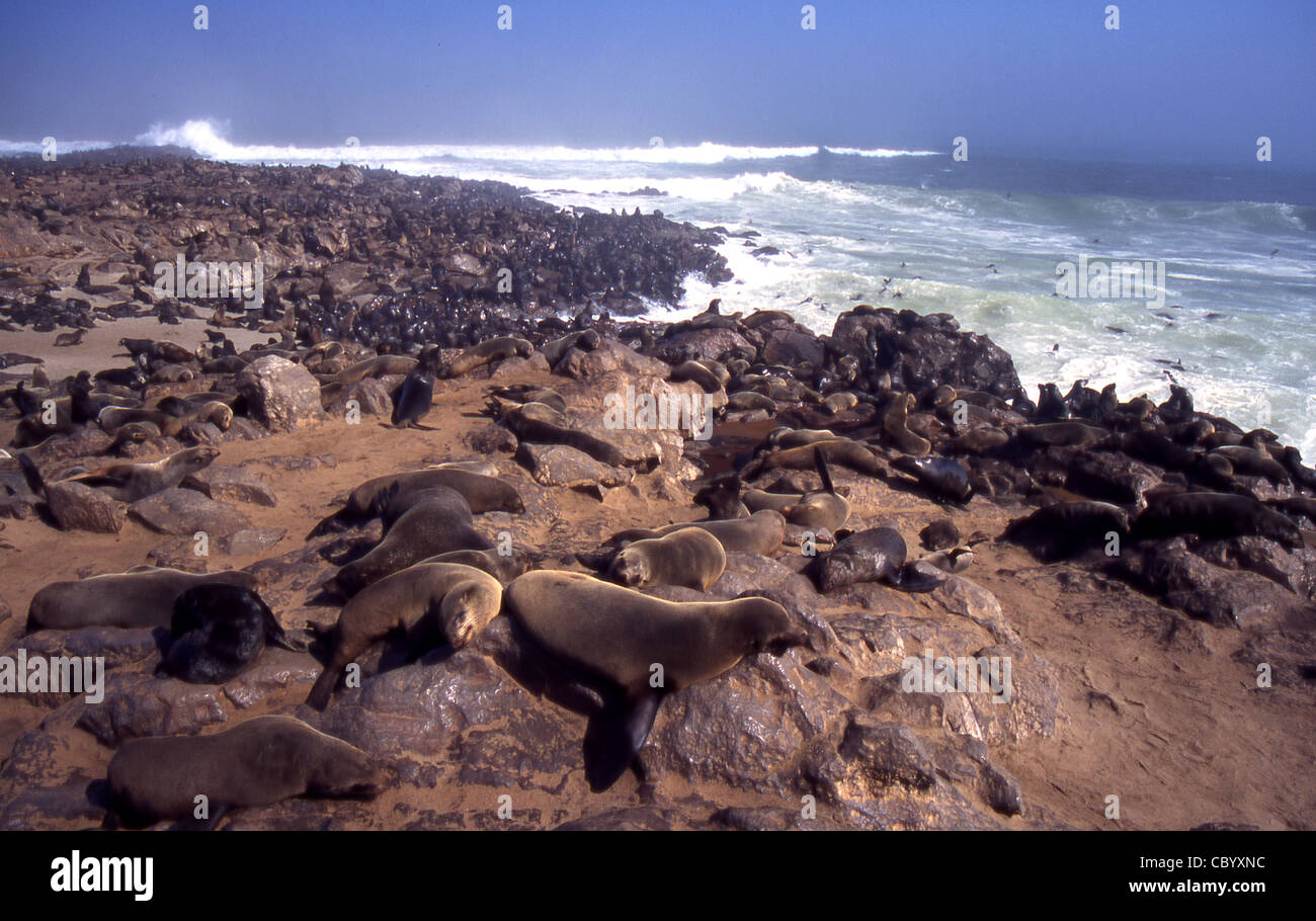 Cape Cross seal colony, Namibia Stock Photo - Alamy