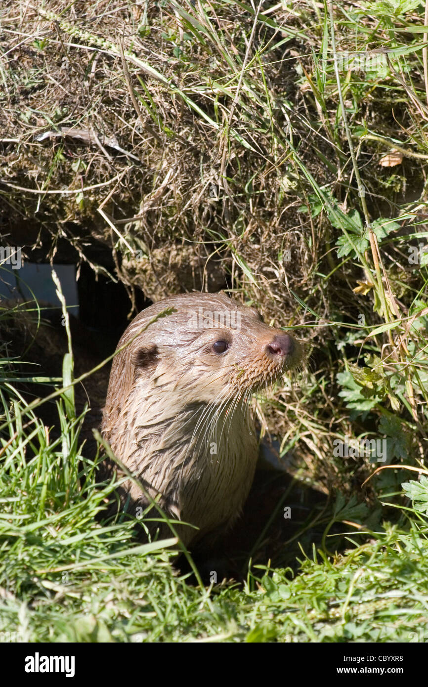 Otter in stream hi-res stock photography and images - Alamy