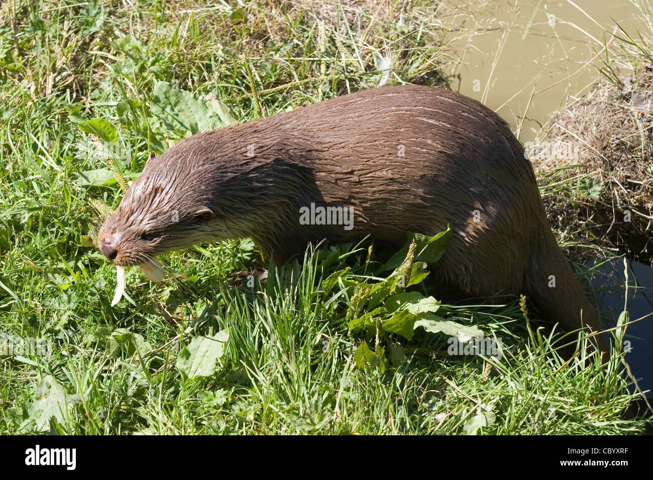 Otter in the stream Stock Photo - Alamy