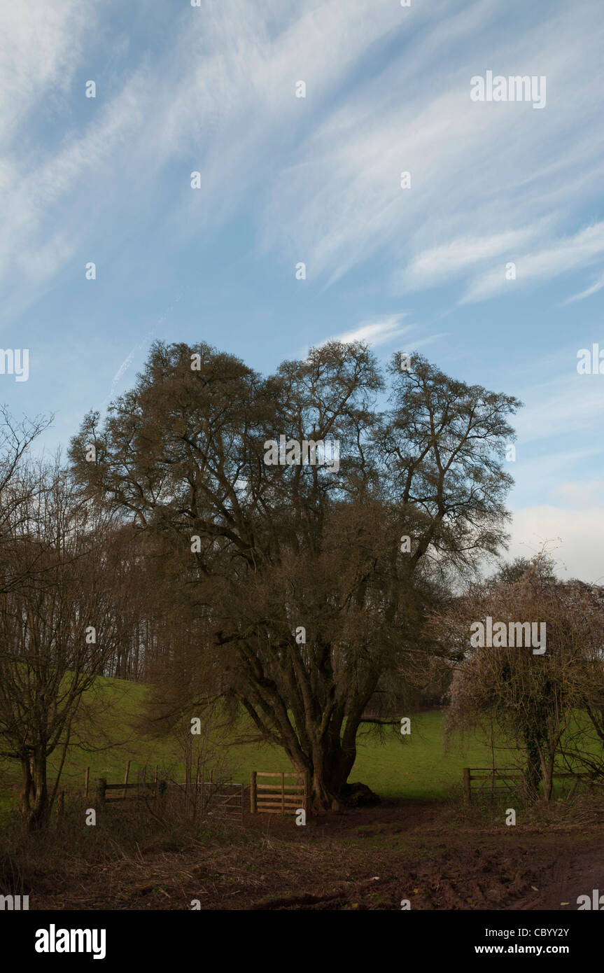 Oak Tree (Quercus robur) in winter cloudscape background Stock Photo ...