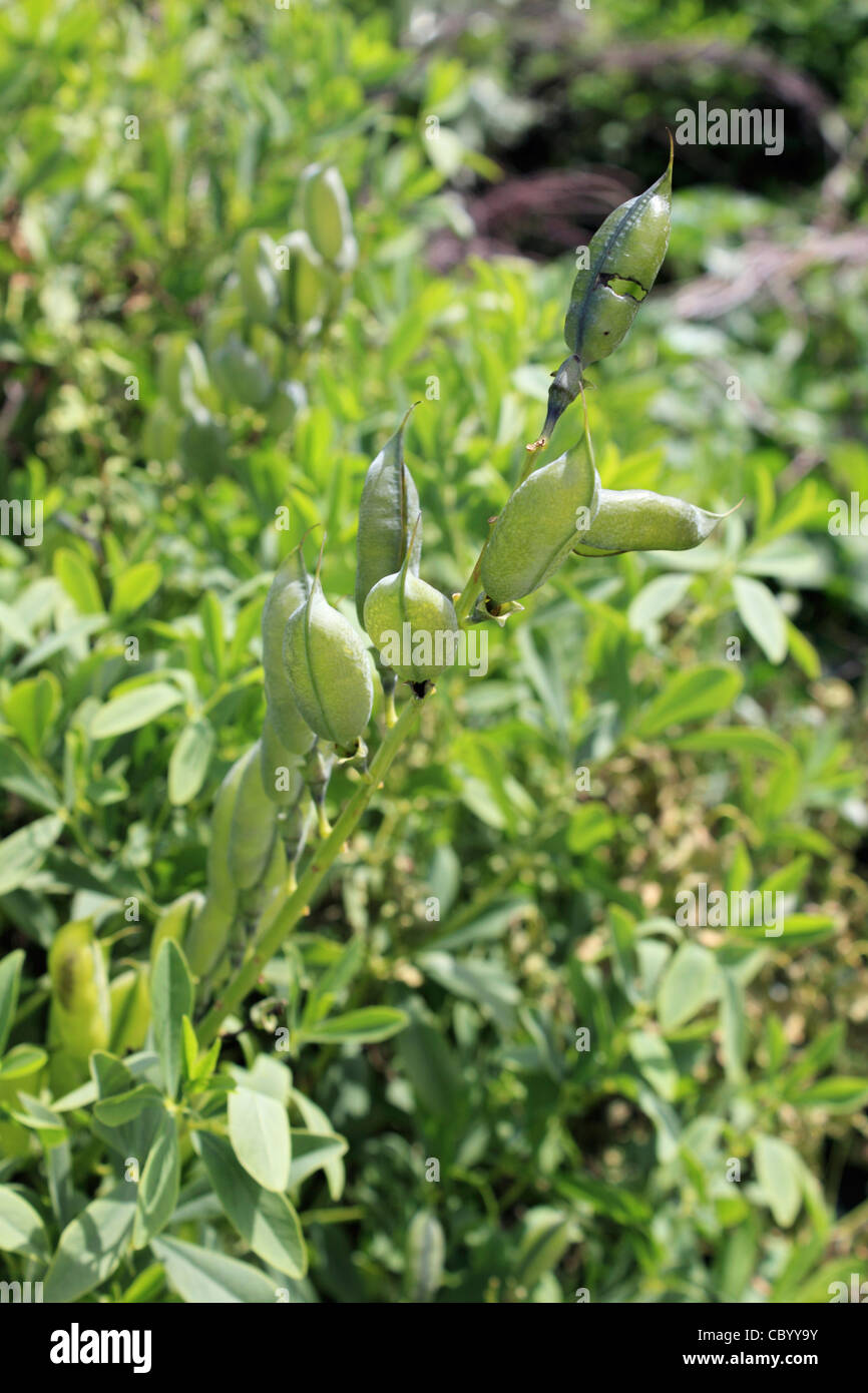 Seed pods baptisia australis herbaceous hi-res stock photography and ...