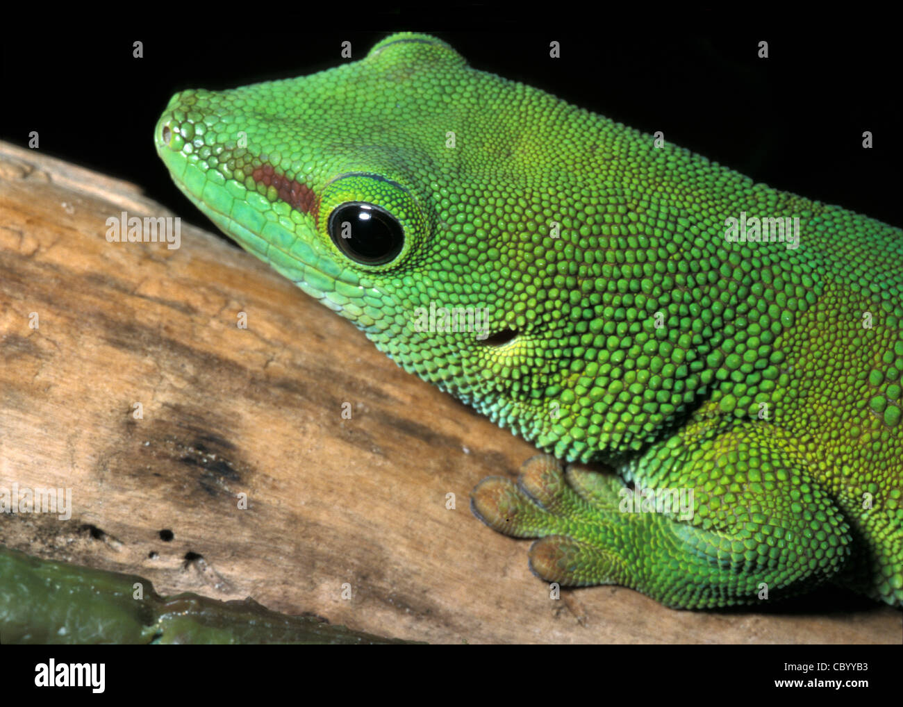 Madagascar day gecko Phelsuma madagascariensis, Gekkonidae, Africa ...