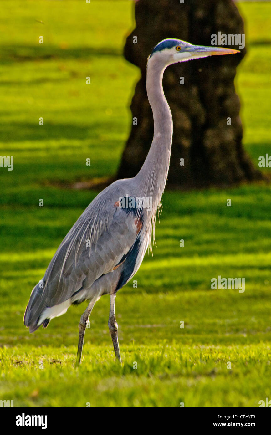 The Great Blue Heron (Ardea herodias) is a large wading bird in the ...