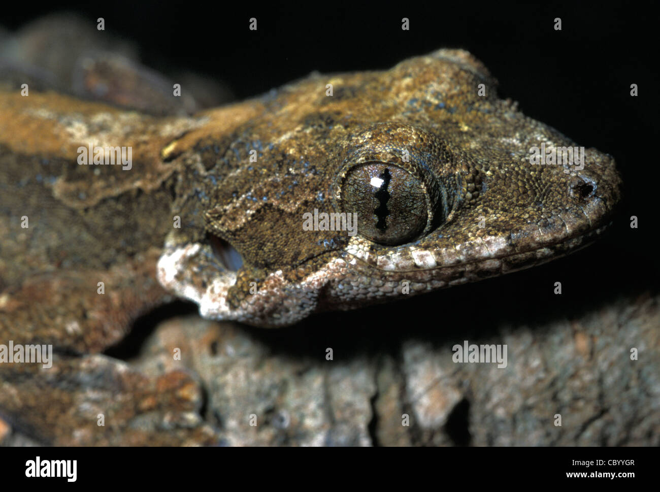 Flying Geckos (Ptychozoon Kuhli), Geconidae, Asia Stock Photo - Alamy