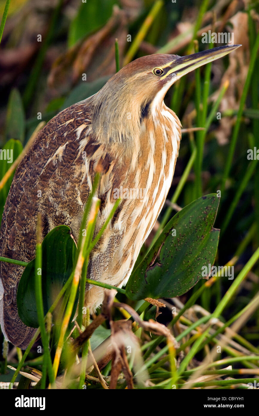 American Bittern - Green Cay Wetlands - Delray Beach, Florida USA Stock ...