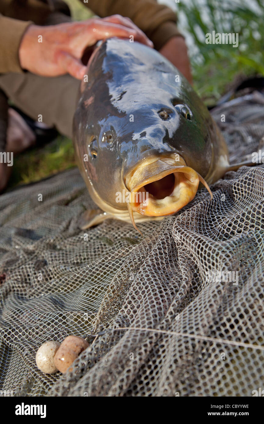 Netting carp hi-res stock photography and images - Alamy