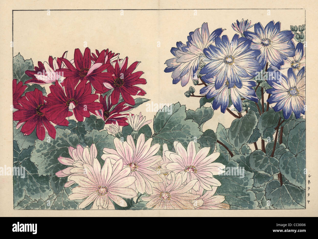 Florist's cineraria varieties, Pericallis x hybrida Stock Photo - Alamy