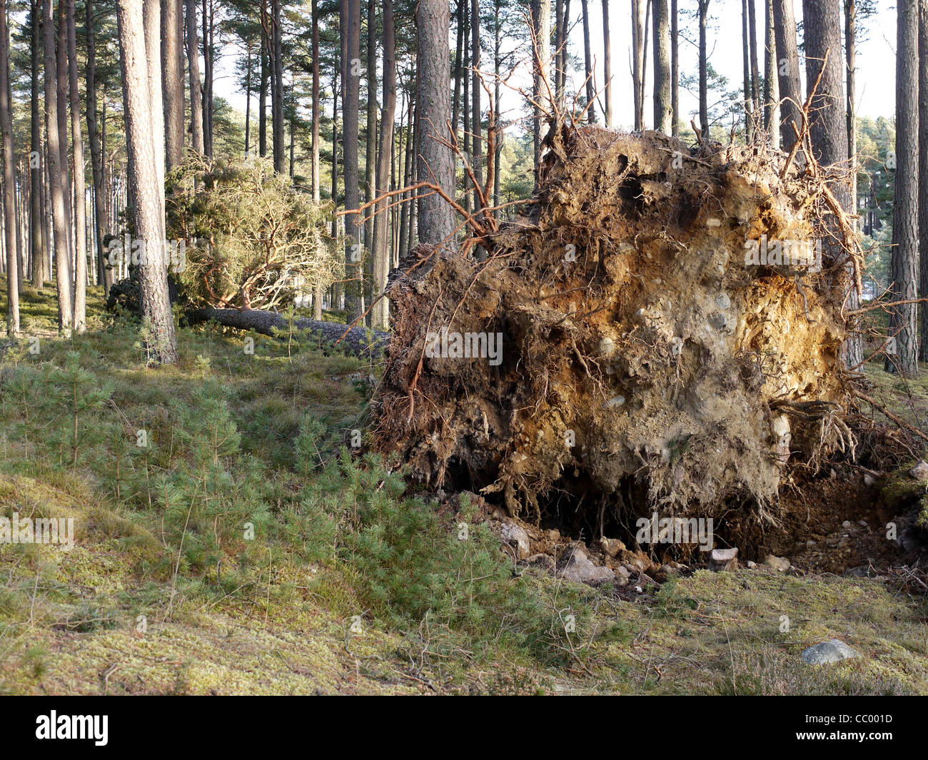 Tall pine tree shallow hi-res stock photography and images - Alamy