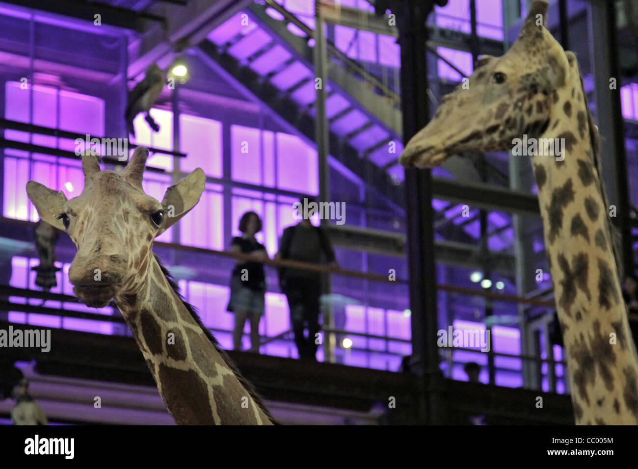 Taxidermy giraffe hi-res stock photography and images - Alamy