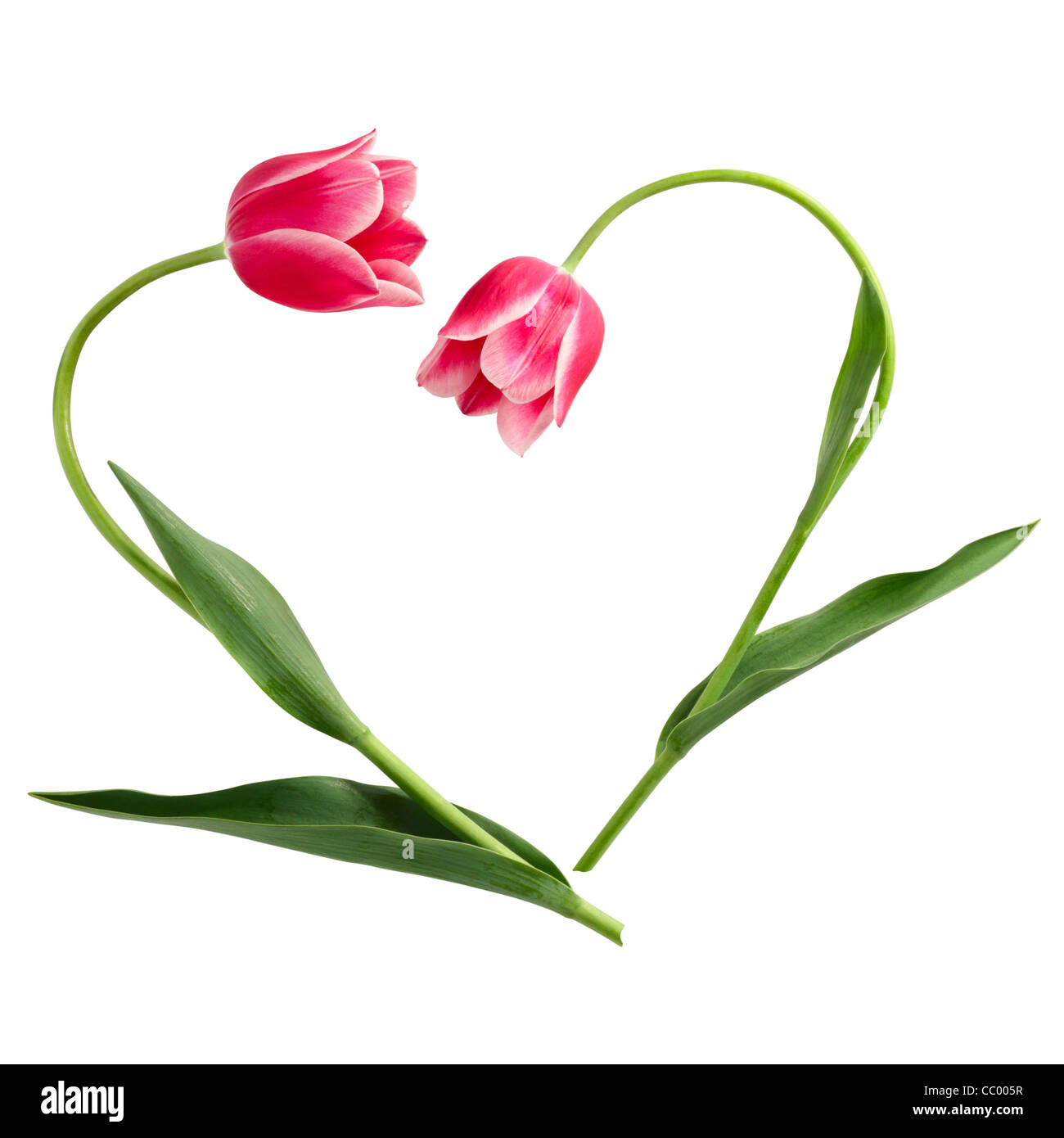 Two cut pink tulips hi-res stock photography and images - Alamy