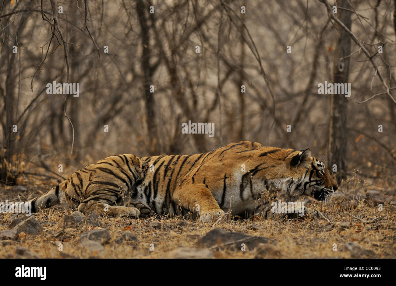 Male tiger in the dry deciduous habitat of Ranthanbhore tiger reserve ...