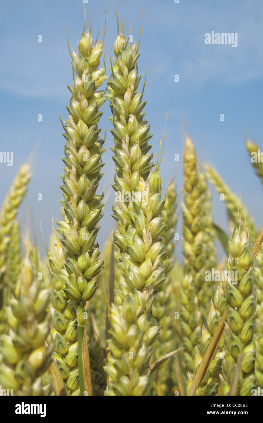 STALKS OF WHEAT Stock Photo - Alamy