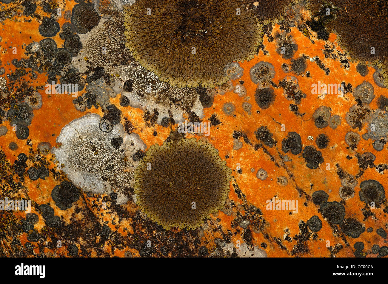 Encrusting lichen hi-res stock photography and images - Alamy