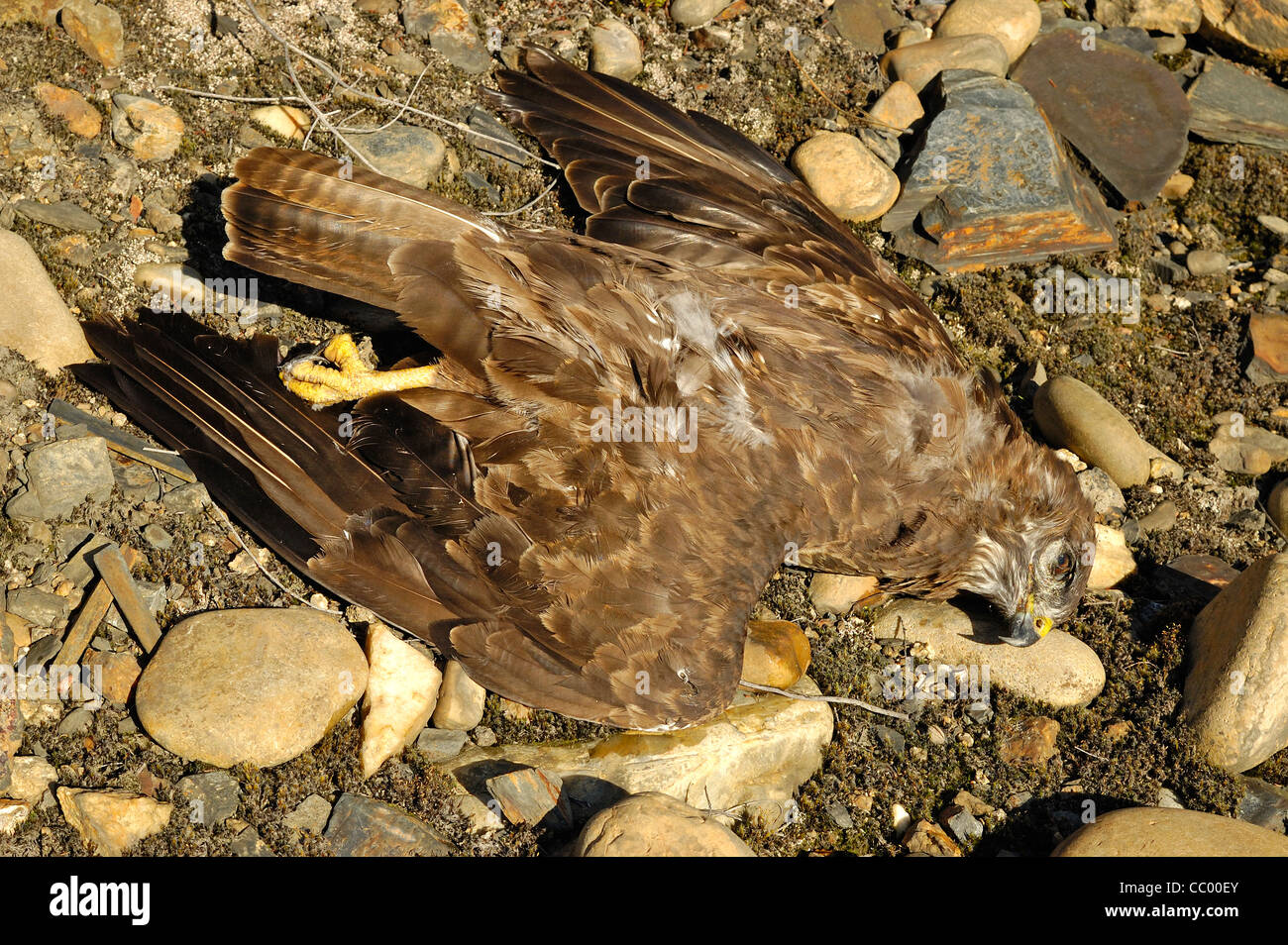 Dead raptor hi-res stock photography and images - Alamy