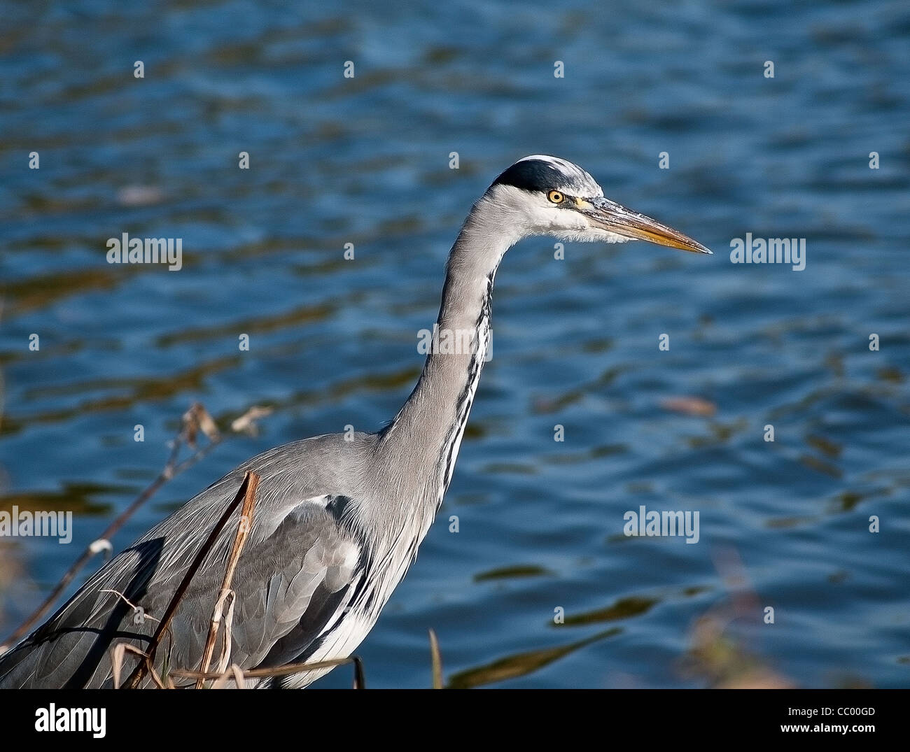 Grey heron uk hi-res stock photography and images - Alamy