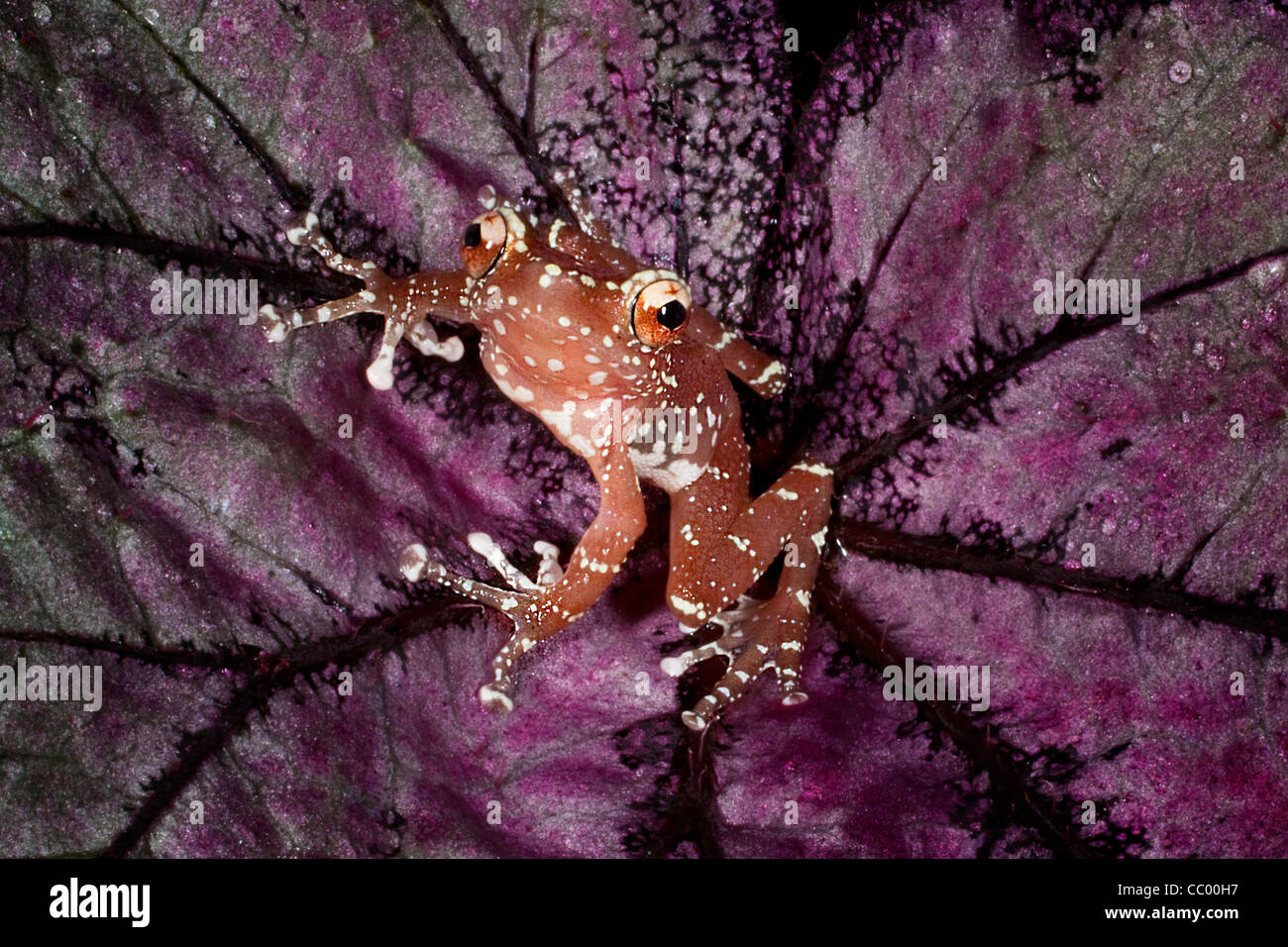 Cinnamon Tree Frog (Nyctixalus Pictus) looking up Stock Photo - Alamy