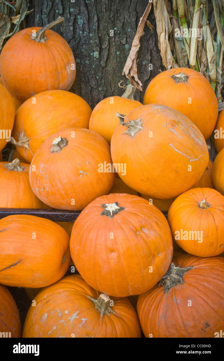 Edible fruit pumpkins hi-res stock photography and images - Alamy