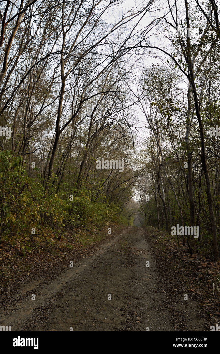 Treelined track through deciduous forest hi-res stock photography and ...