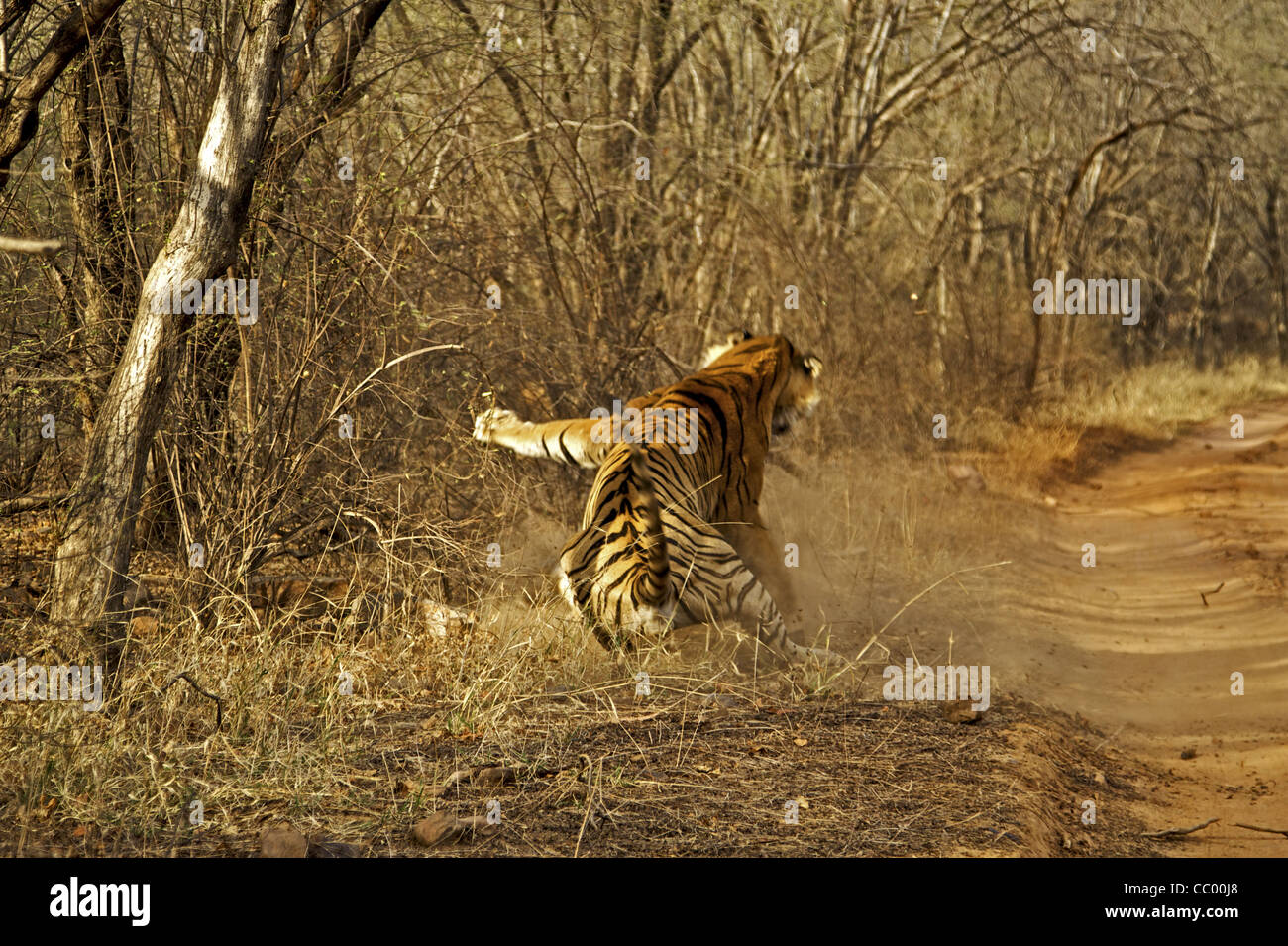 Fighting tigers hi-res stock photography and images - Alamy