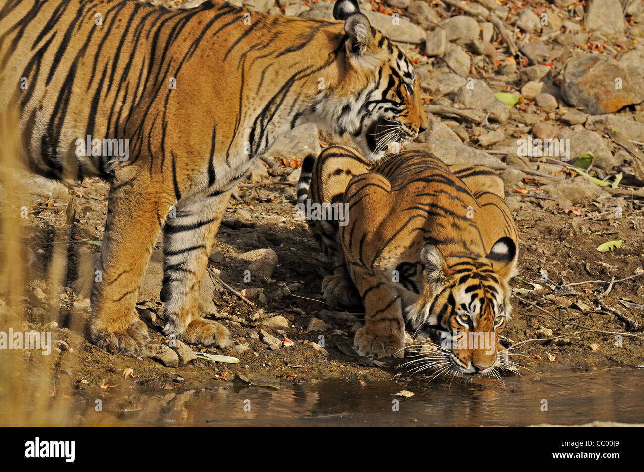 Two tigers in water hole hi-res stock photography and images - Alamy