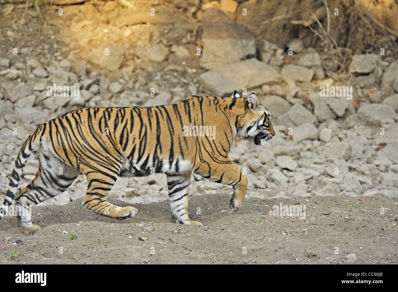 Tiger in a dry stream bed in Ranthambhore national park Stock Photo - Alamy