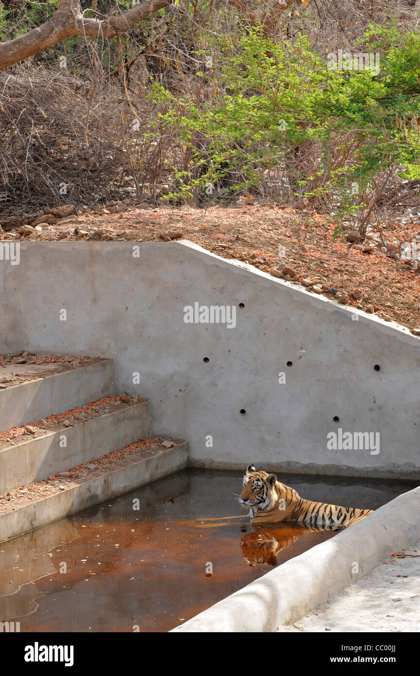 Tiger in a cemented water hole in Ranthambhore Stock Photo - Alamy