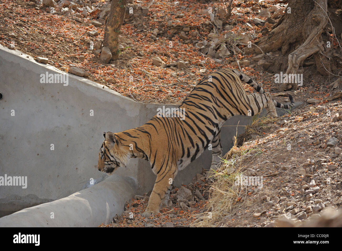 Tiger in a cemented water hole in Ranthambhore Stock Photo - Alamy