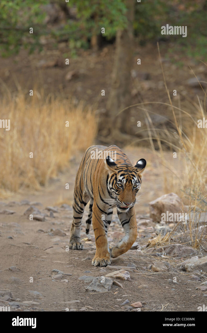 Wild tiger in his natural dry deciduous habitat in Ranthambore tiger ...