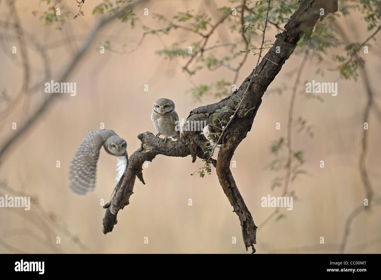 Forest owlet india hi-res stock photography and images - Alamy