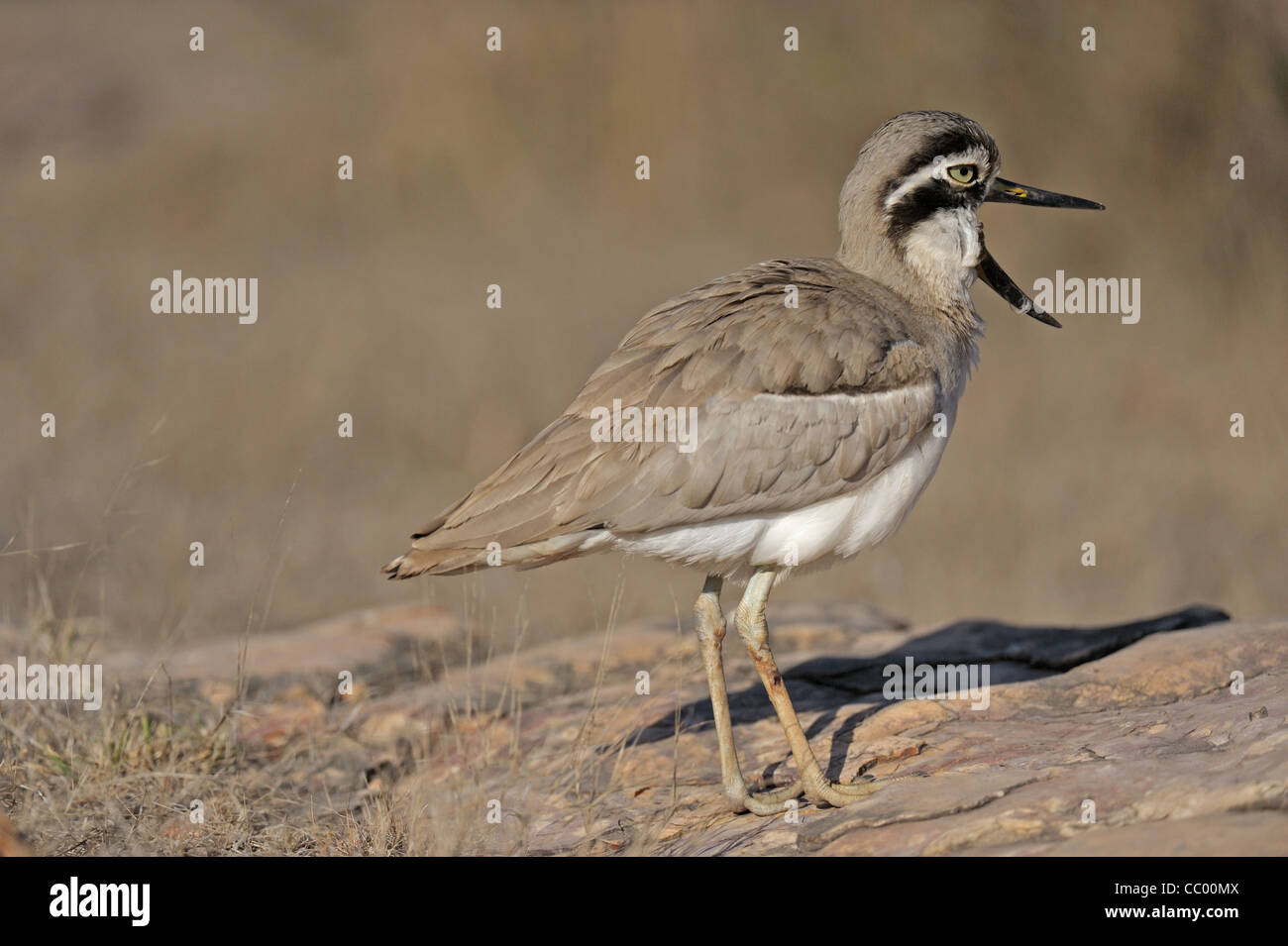 Stone plover hi-res stock photography and images - Alamy