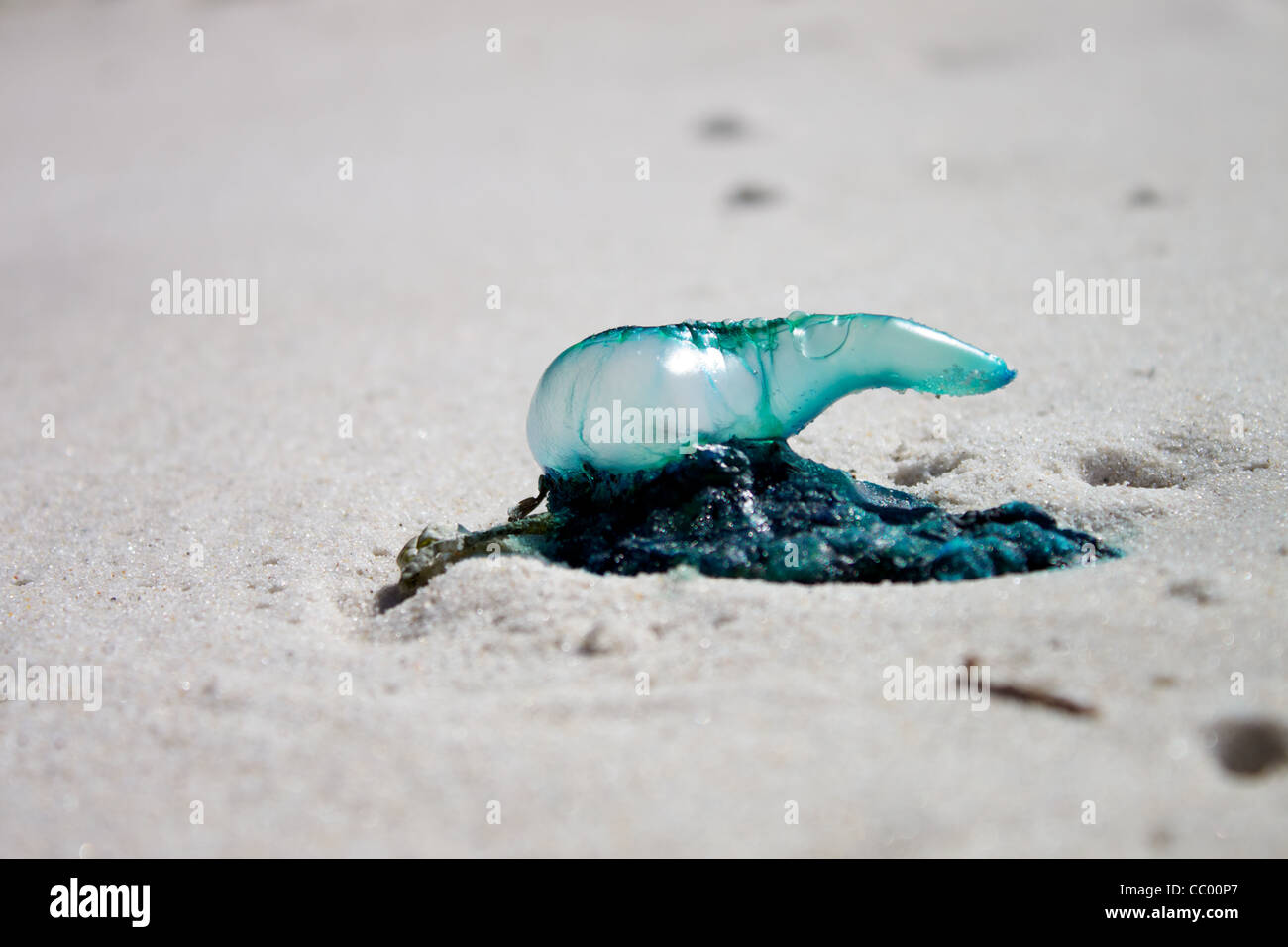 Blue bottle hi-res stock photography and images - Alamy