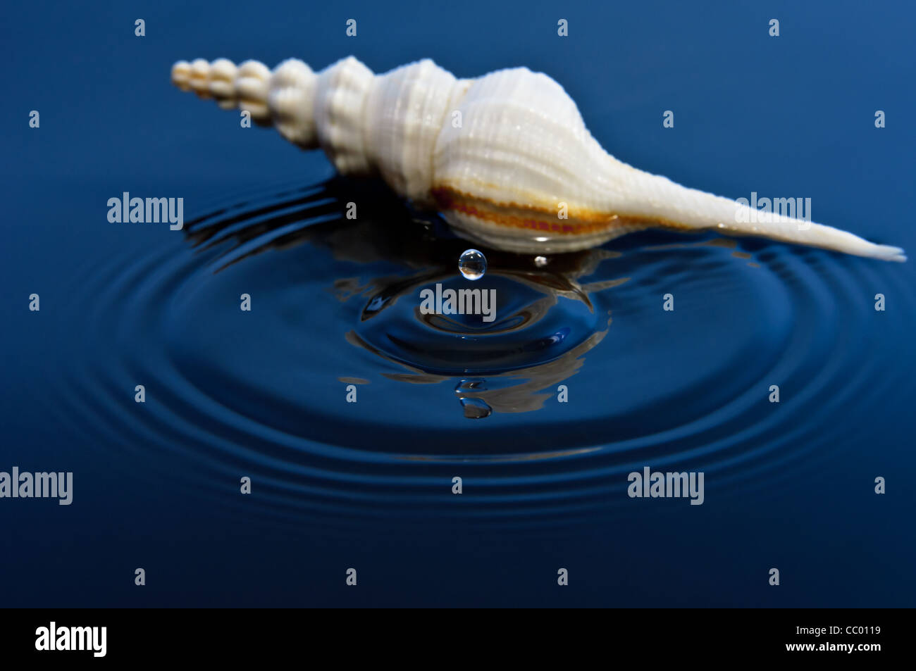 Floating shell hi-res stock photography and images - Alamy