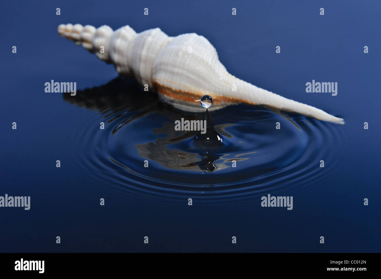 Floating shell hi-res stock photography and images - Alamy