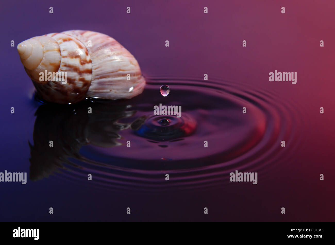 Sea shell water droplet hi-res stock photography and images - Alamy