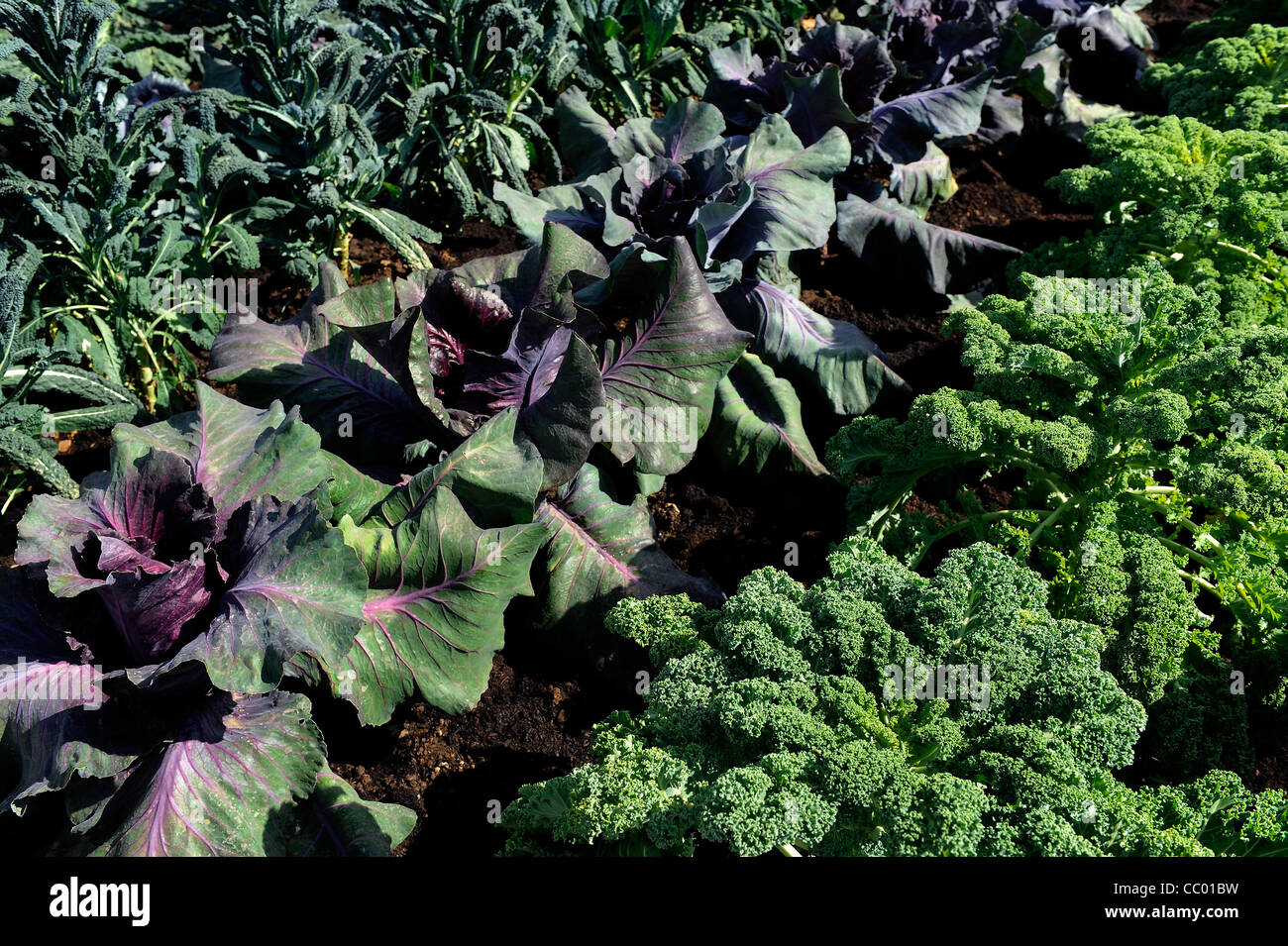 Allotment Abundant Vegetables High Resolution Stock Photography and ...