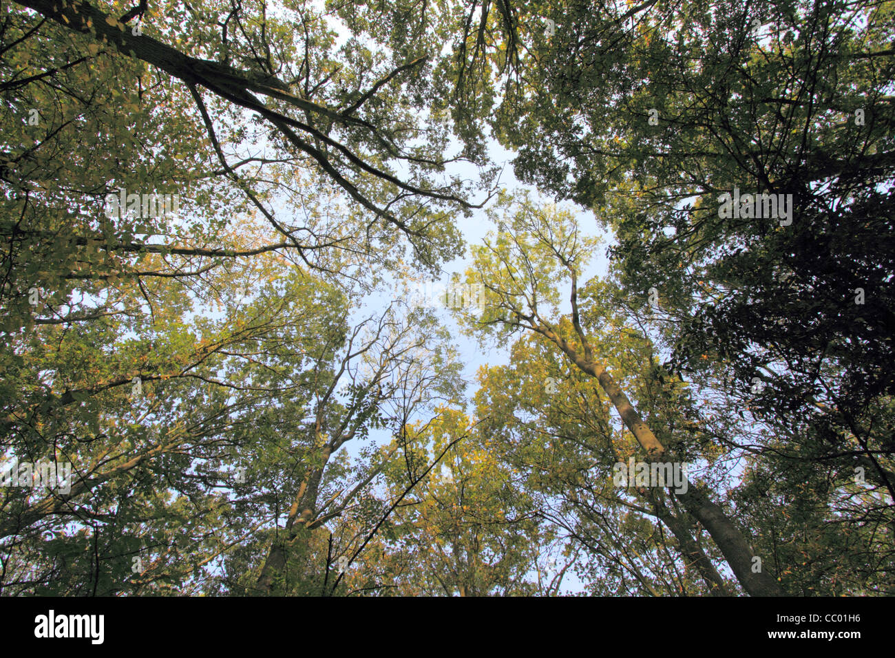 Tall trees viewed vertically from ground level Stock Photo - Alamy