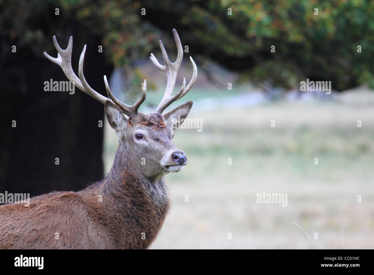 Red stag deer with large antlers with tree in background Stock Photo ...