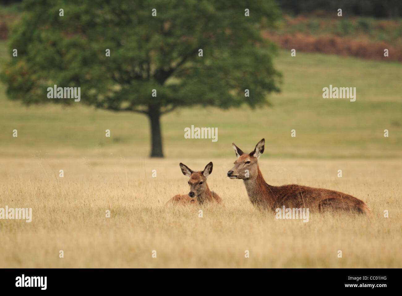 Two deer species hi-res stock photography and images - Alamy