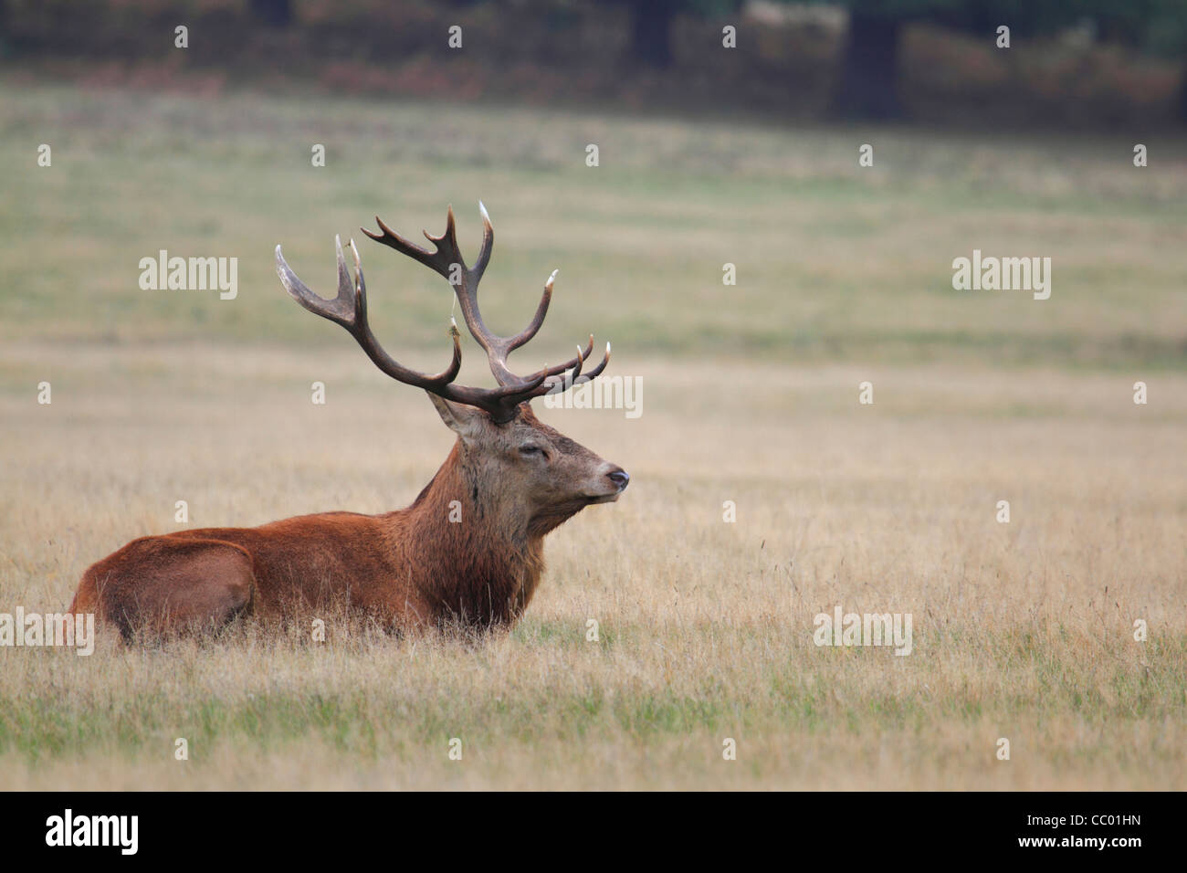 Deer laying in grass hi-res stock photography and images - Alamy